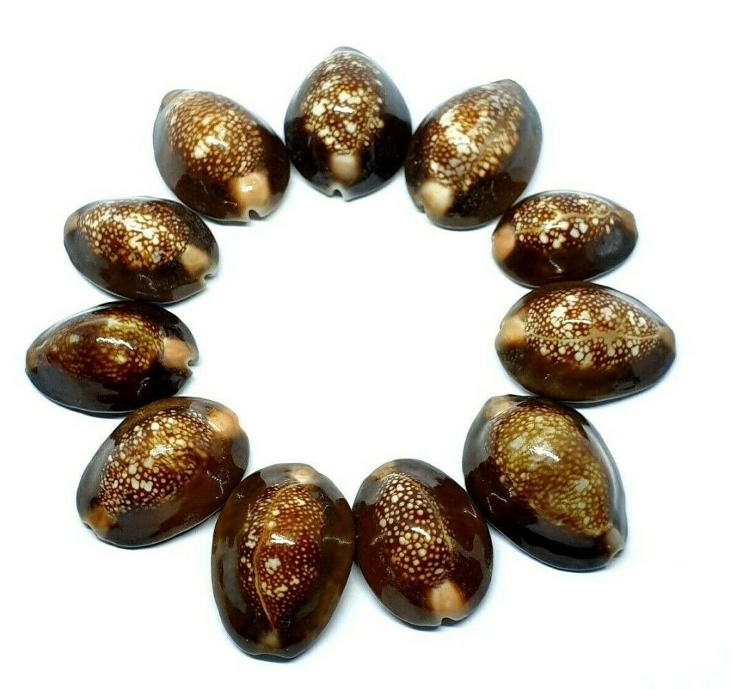 Religion & Spirituality: Hinduism Prayer with Kauri Shell - eclectic ...